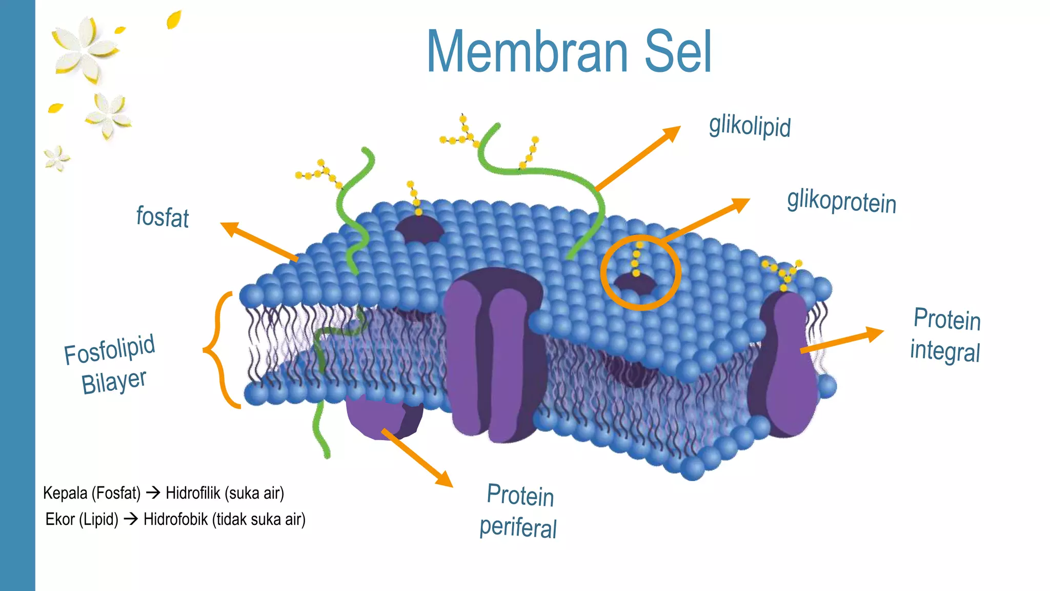 biologi sel struktur dan fungsi lengkap | PPTX