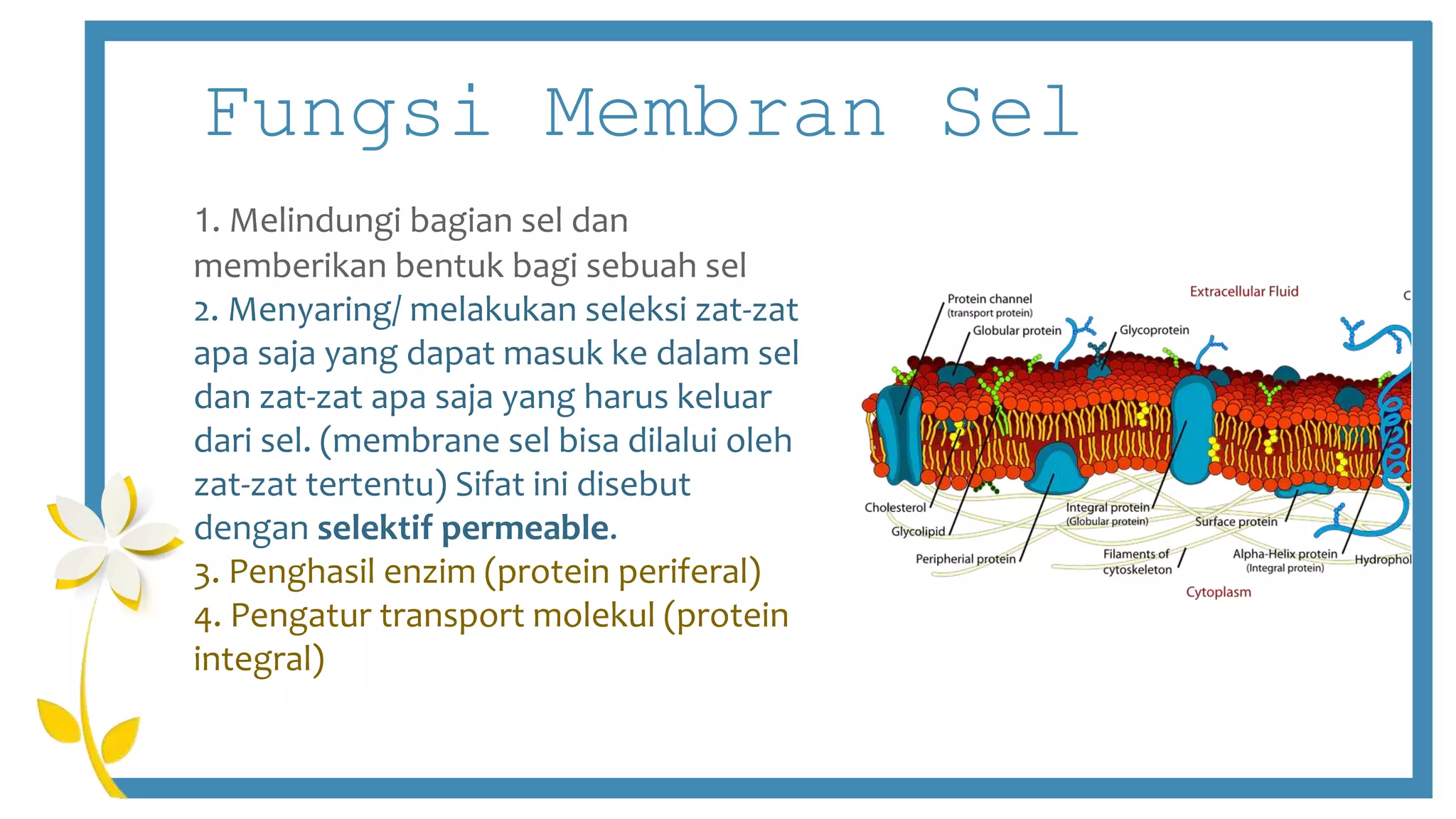 biologi sel struktur dan fungsi lengkap | PPTX