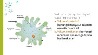 biologi sel struktur dan fungsi lengkap | PPTX