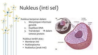 biologi sel struktur dan fungsi lengkap | PPTX