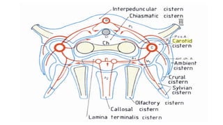 Sellar anatomy copy | PPT