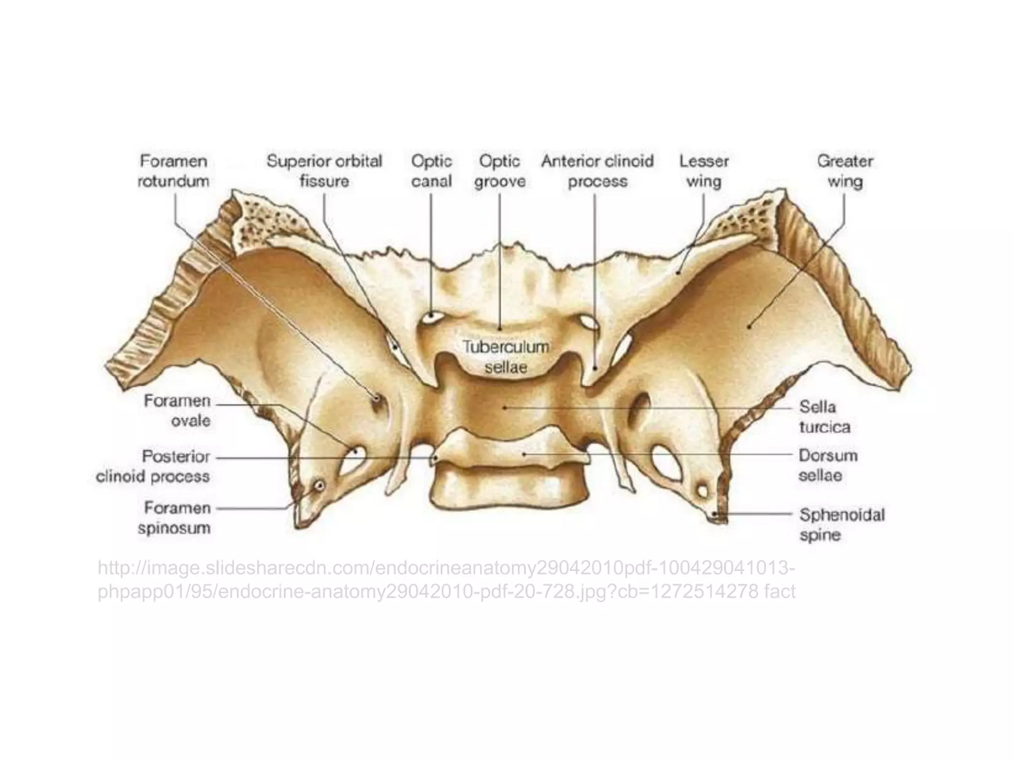 Sella Turcica (RAD32) | PPTX