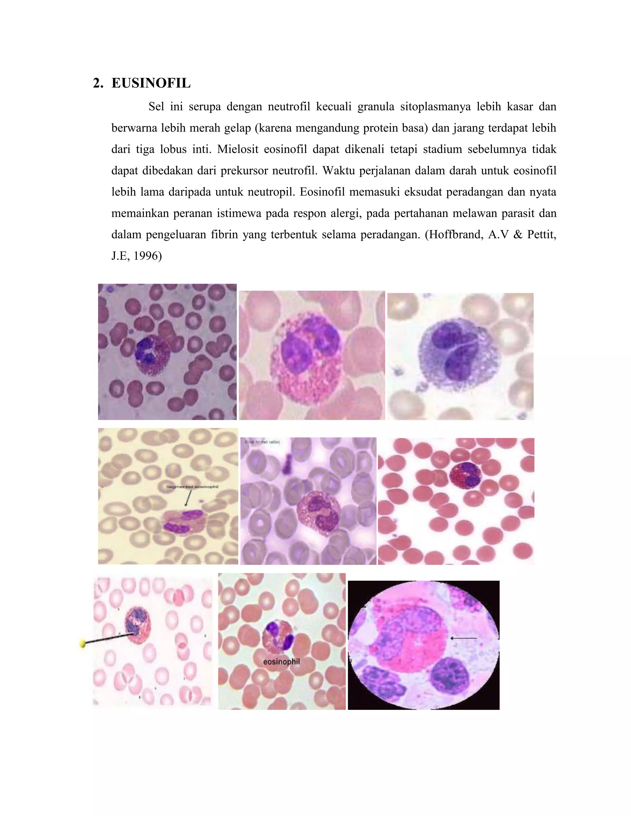 Sel-sel pada leukosit | DOCX