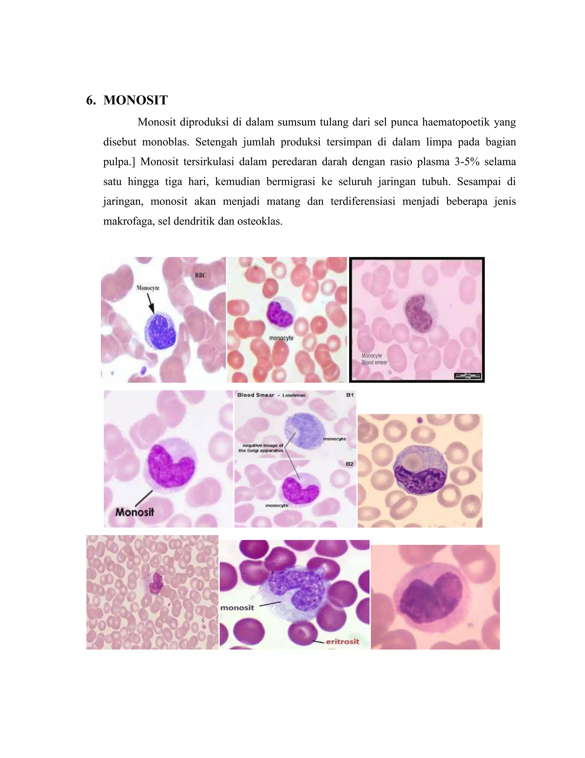 Sel-sel pada leukosit | DOCX