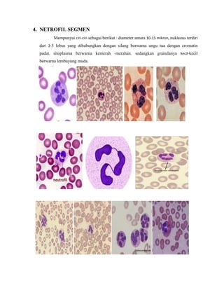 Sel-sel pada leukosit | DOCX