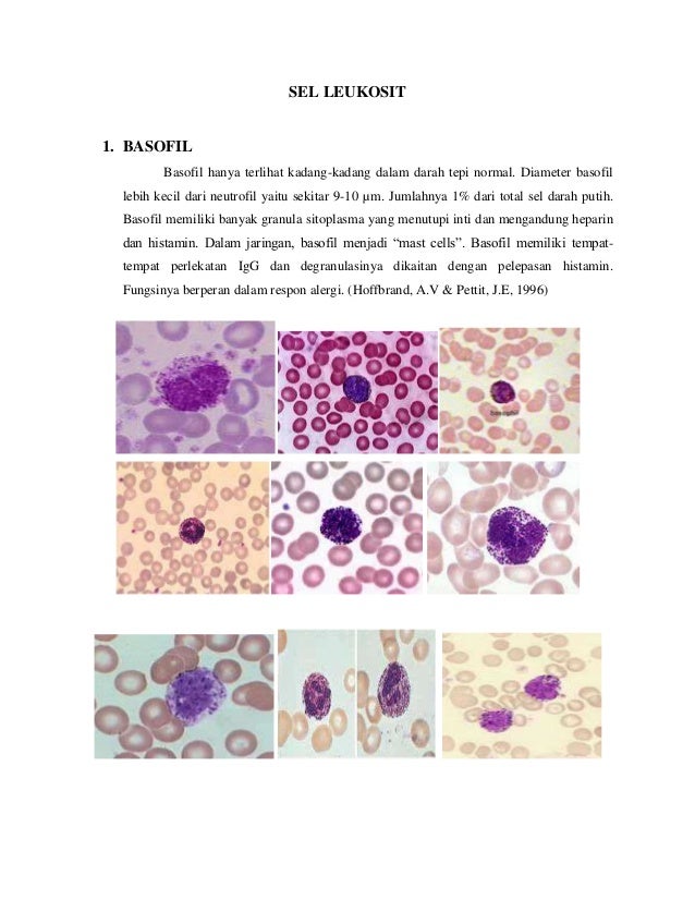 Sel-sel pada leukosit