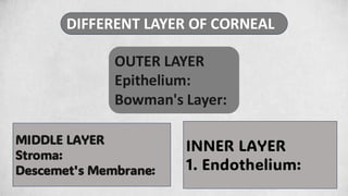 Corneal anatomy powerpoint presentation. | PPT