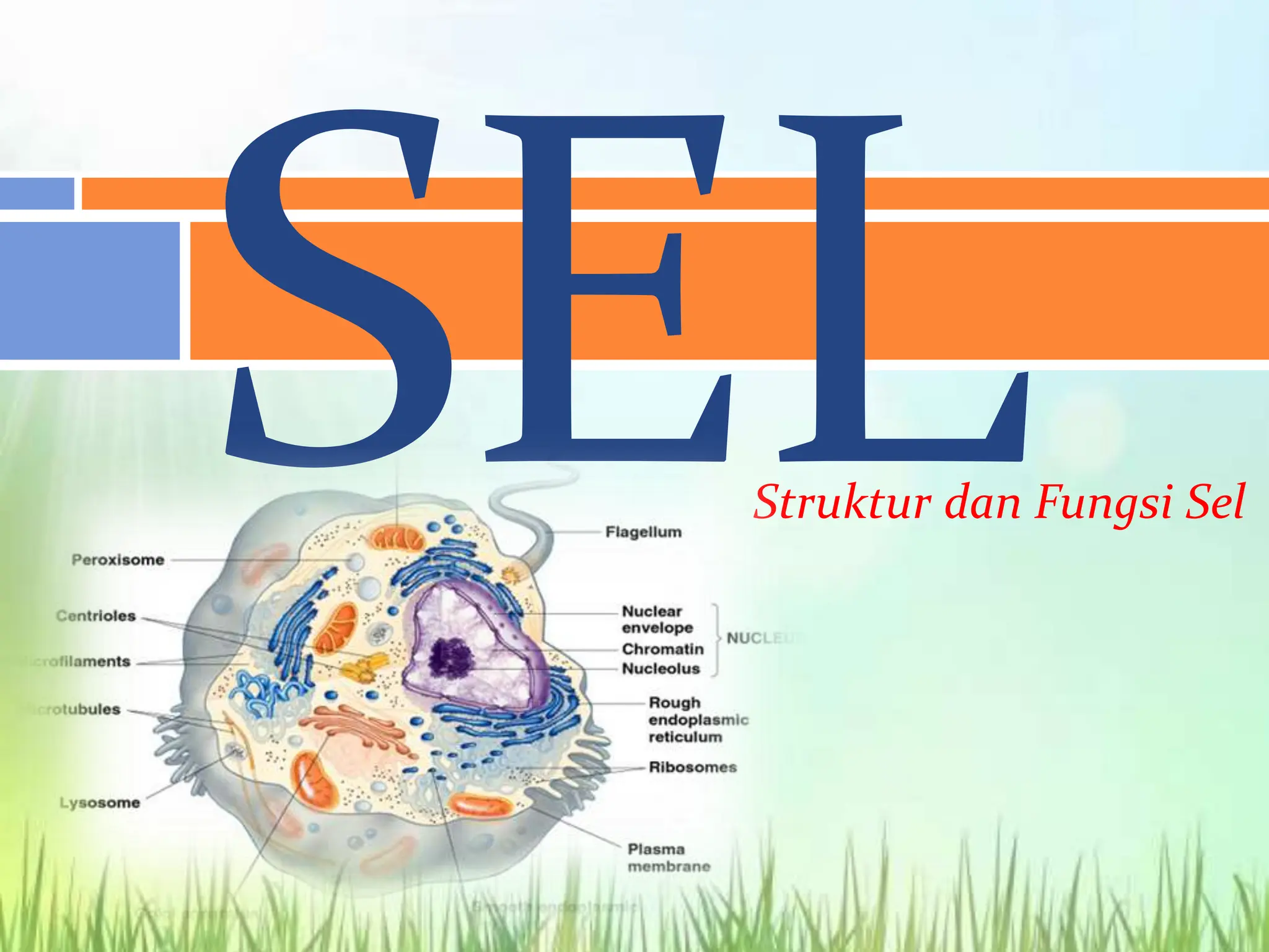 Struktur dan Fungsi Sel, Materi Biologi kelas 10 | PPTX
