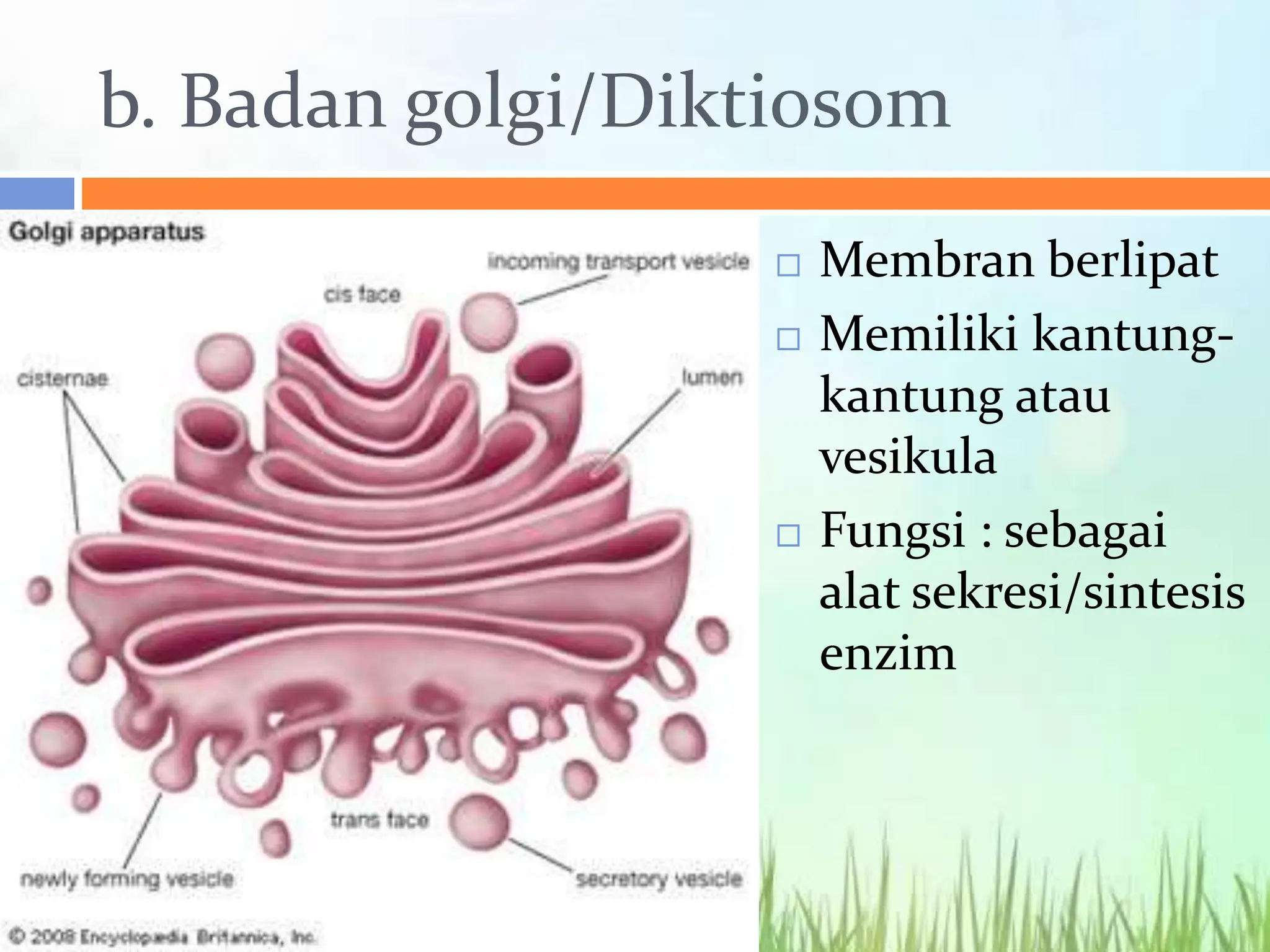 Struktur dan Fungsi Sel, Materi Biologi kelas 10 | PPTX