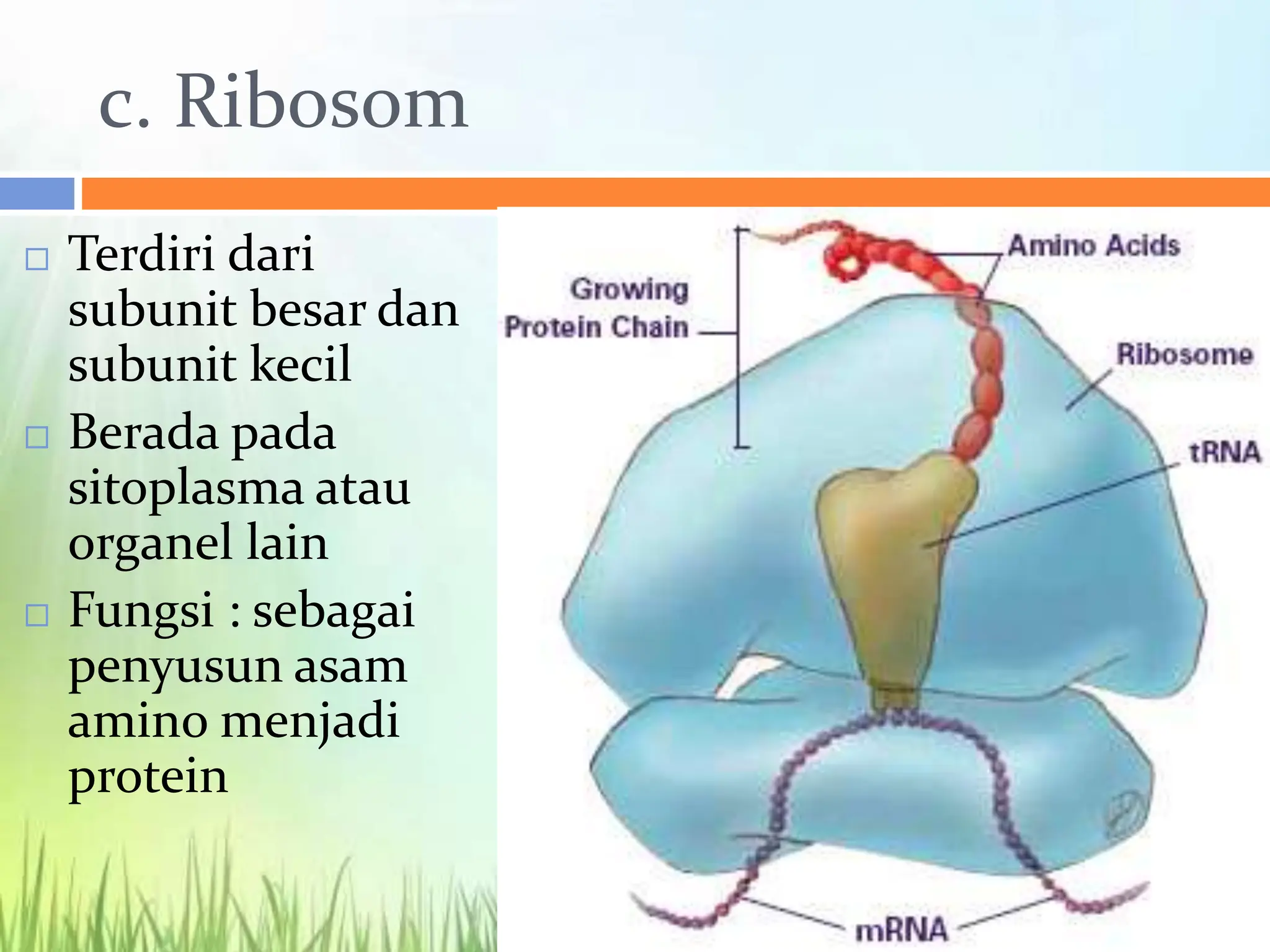 Struktur dan Fungsi Sel, Materi Biologi kelas 10 | PPTX