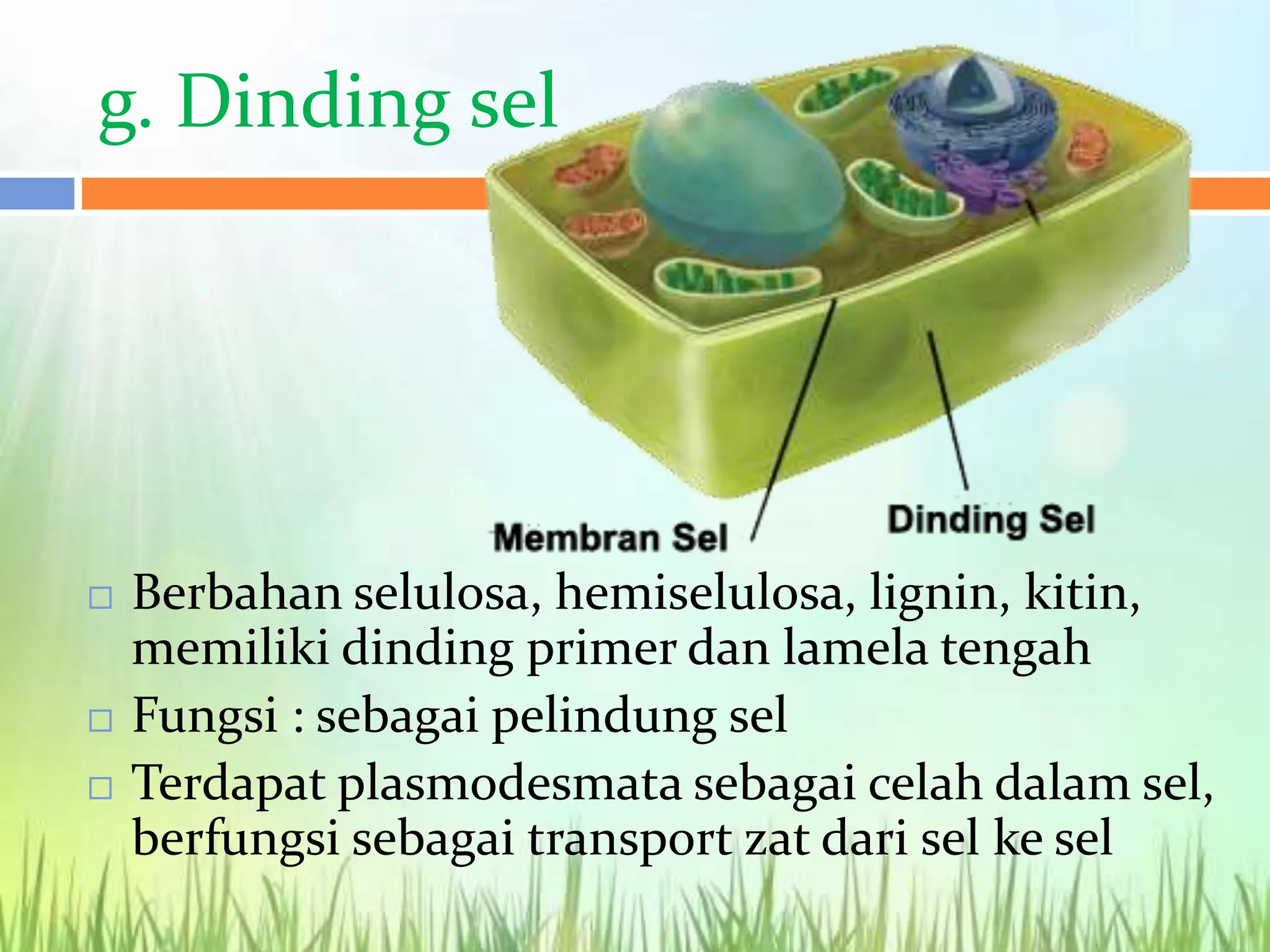 Struktur dan Fungsi Sel, Materi Biologi kelas 10 | PPTX