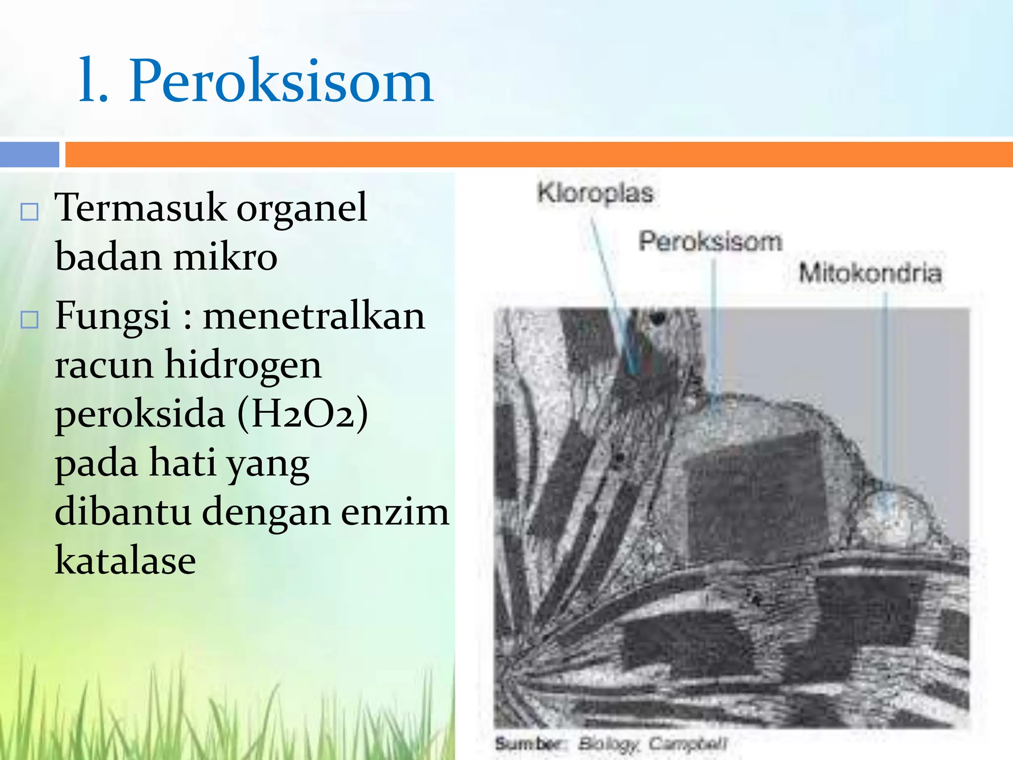 Struktur dan Fungsi Sel, Materi Biologi kelas 10 | PPTX
