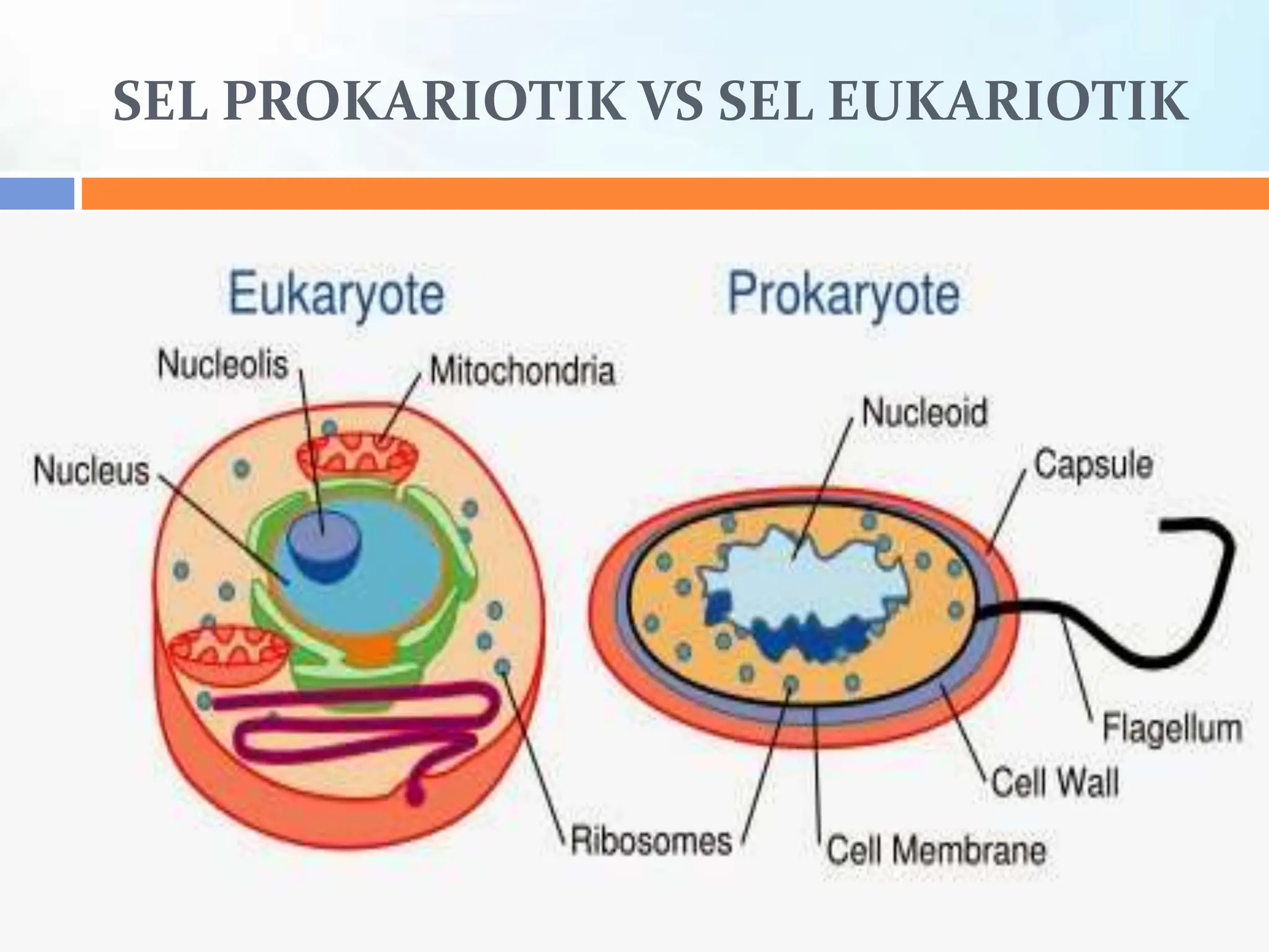 Struktur dan Fungsi Sel, Materi Biologi kelas 10 | PPTX