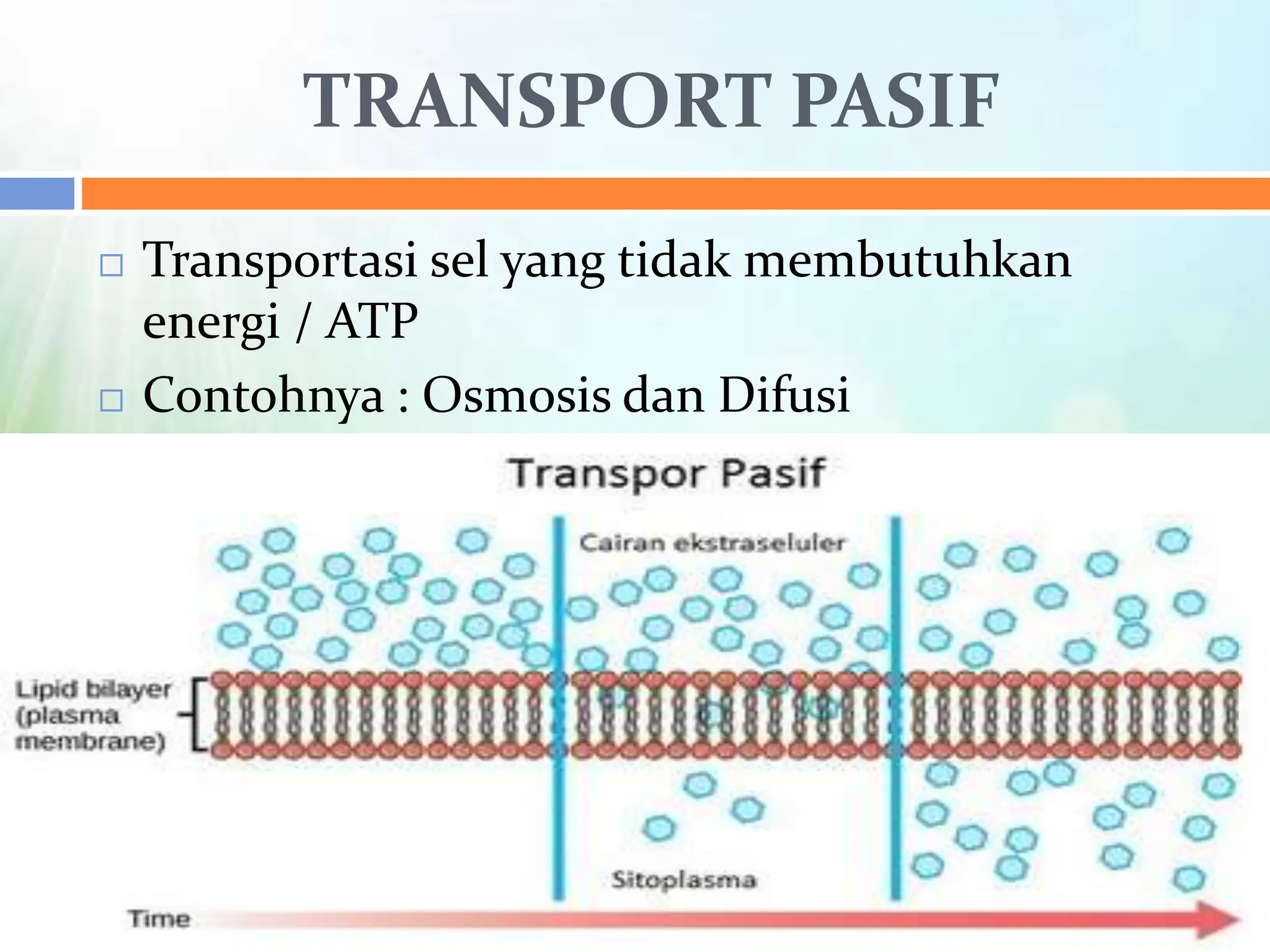 Struktur dan Fungsi Sel, Materi Biologi kelas 10 | PPTX