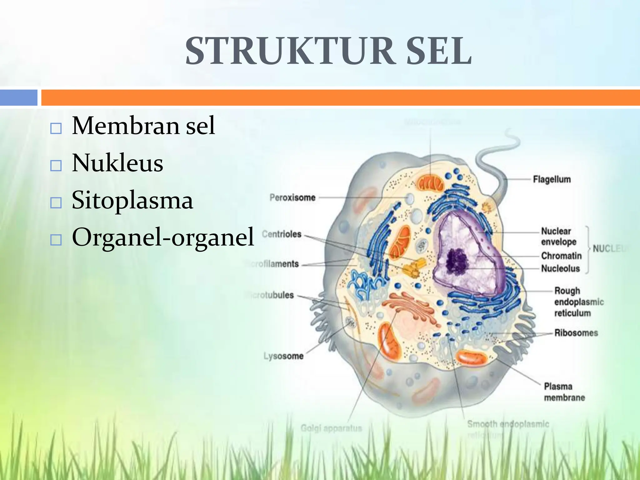 Struktur dan Fungsi Sel, Materi Biologi kelas 10 | PPTX