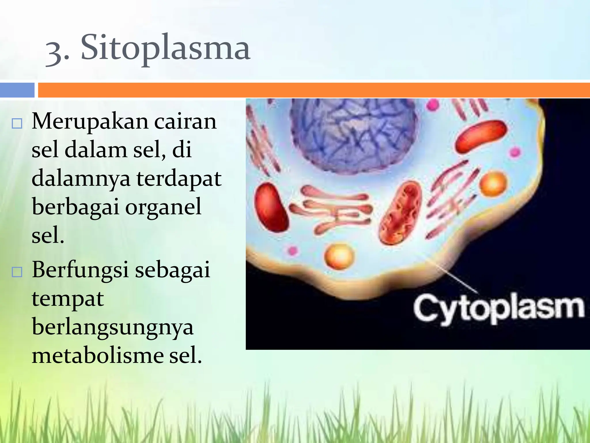 Struktur dan Fungsi Sel, Materi Biologi kelas 10 | PPTX