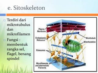 Struktur dan Fungsi Sel, Materi Biologi kelas 10 | PPTX