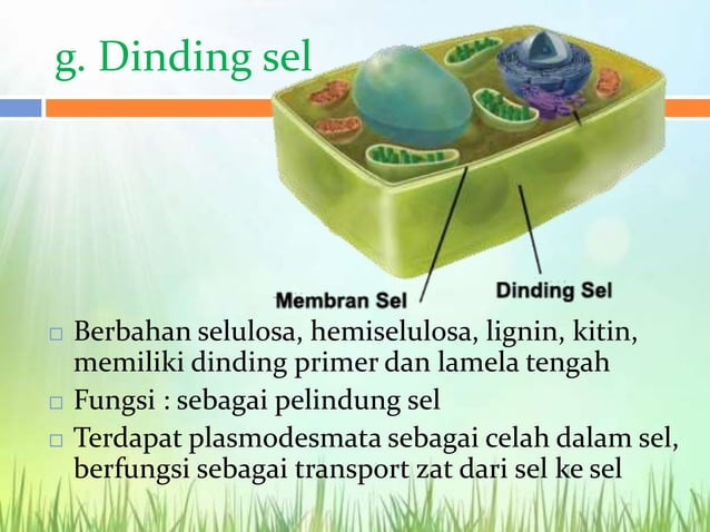 Struktur dan Fungsi Sel, Materi Biologi kelas 10 | PPTX
