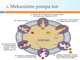 Struktur dan Fungsi Sel, Materi Biologi kelas 10 | PPTX