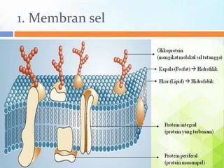 Struktur dan Fungsi Sel, Materi Biologi kelas 10 | PPTX