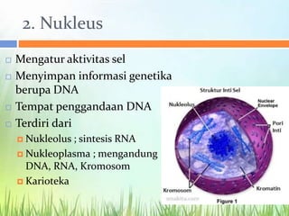 Struktur dan Fungsi Sel, Materi Biologi kelas 10 | PPTX