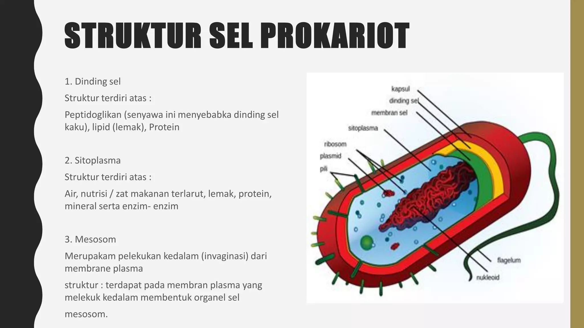 SEL PROKARIOT dan EUKARIOT Kelompok 6 (1B) | PDF