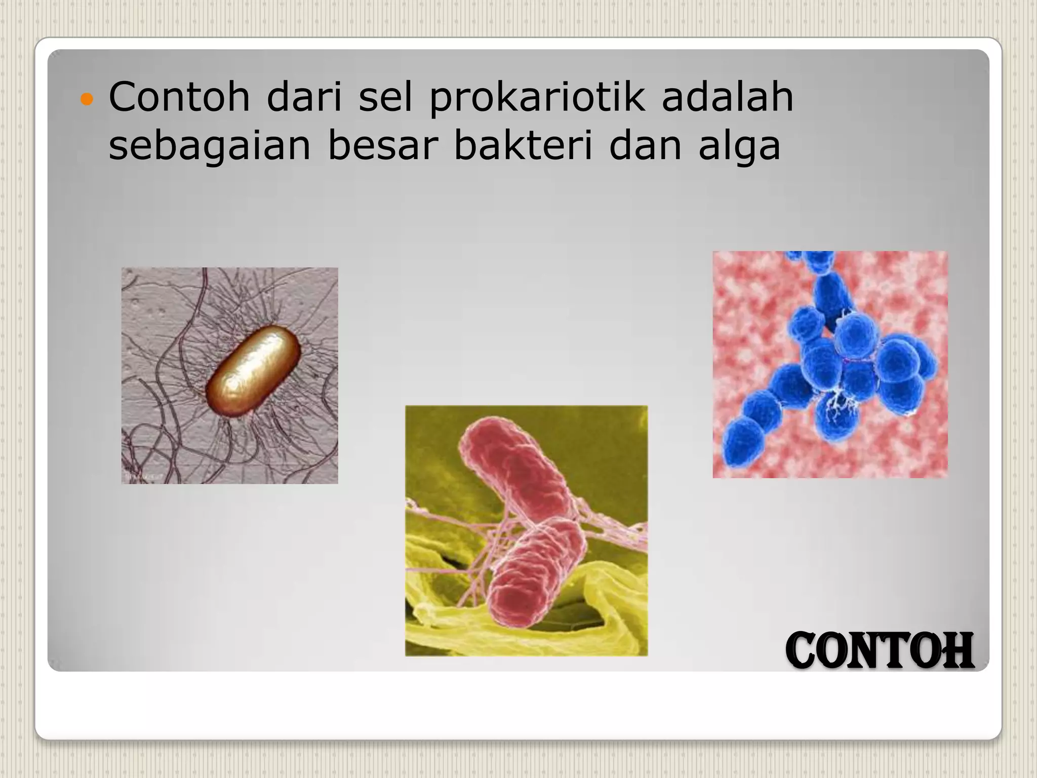 Sel prokariotik | PPTX