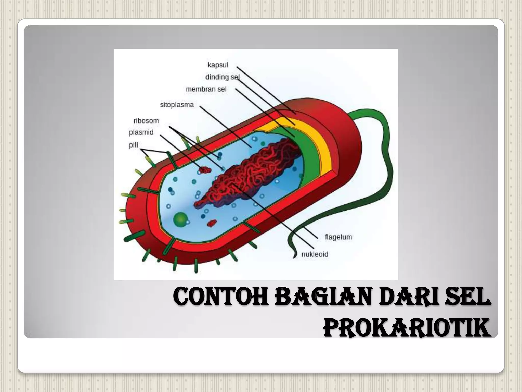 Sel prokariotik | PPTX