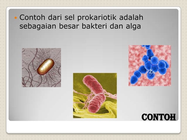 Sel prokariotik | PPTX