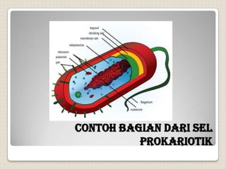 Sel prokariotik | PPTX