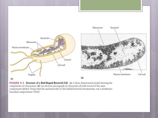 SEL PROKARIOTIK.pptx