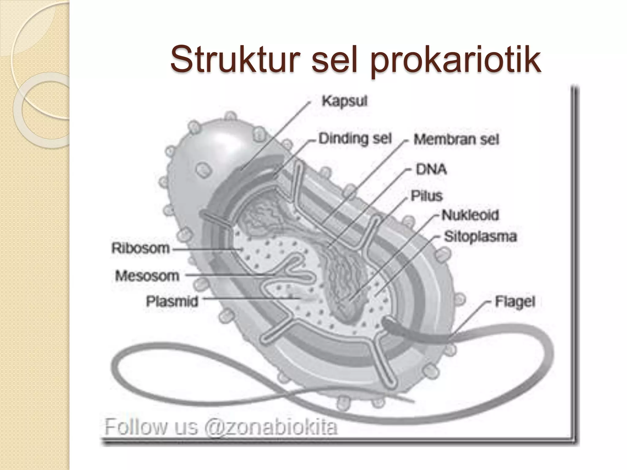 Sel_Prokariotik_dan_Eukariotik.pptx