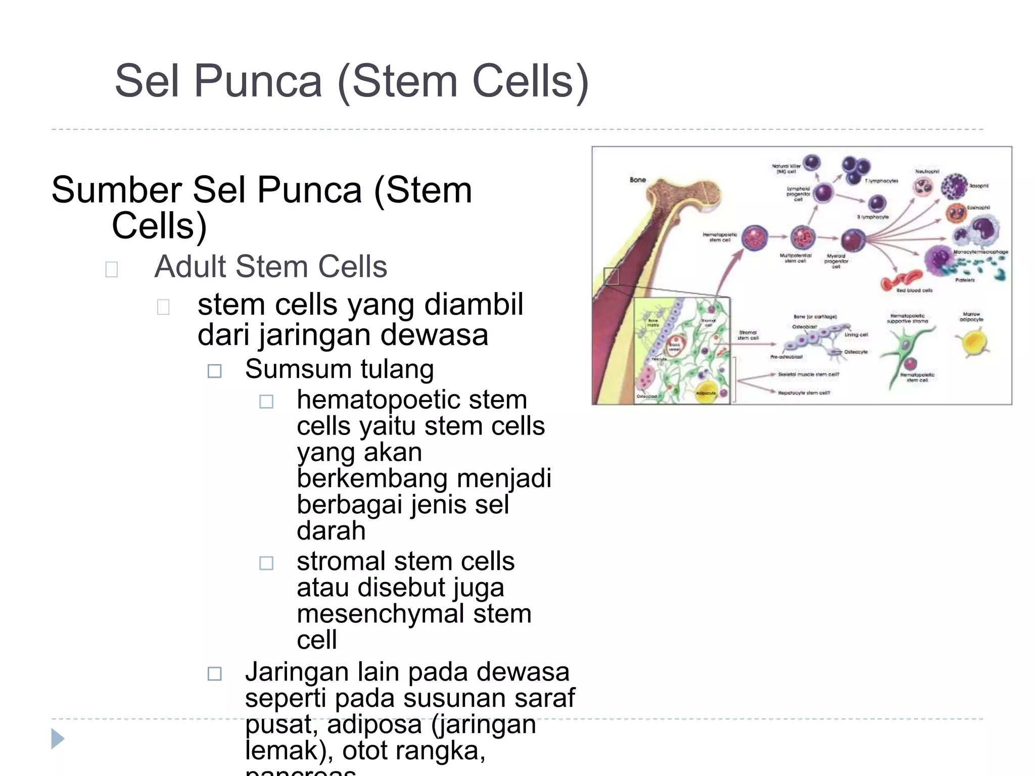 Sel punca | PPTX