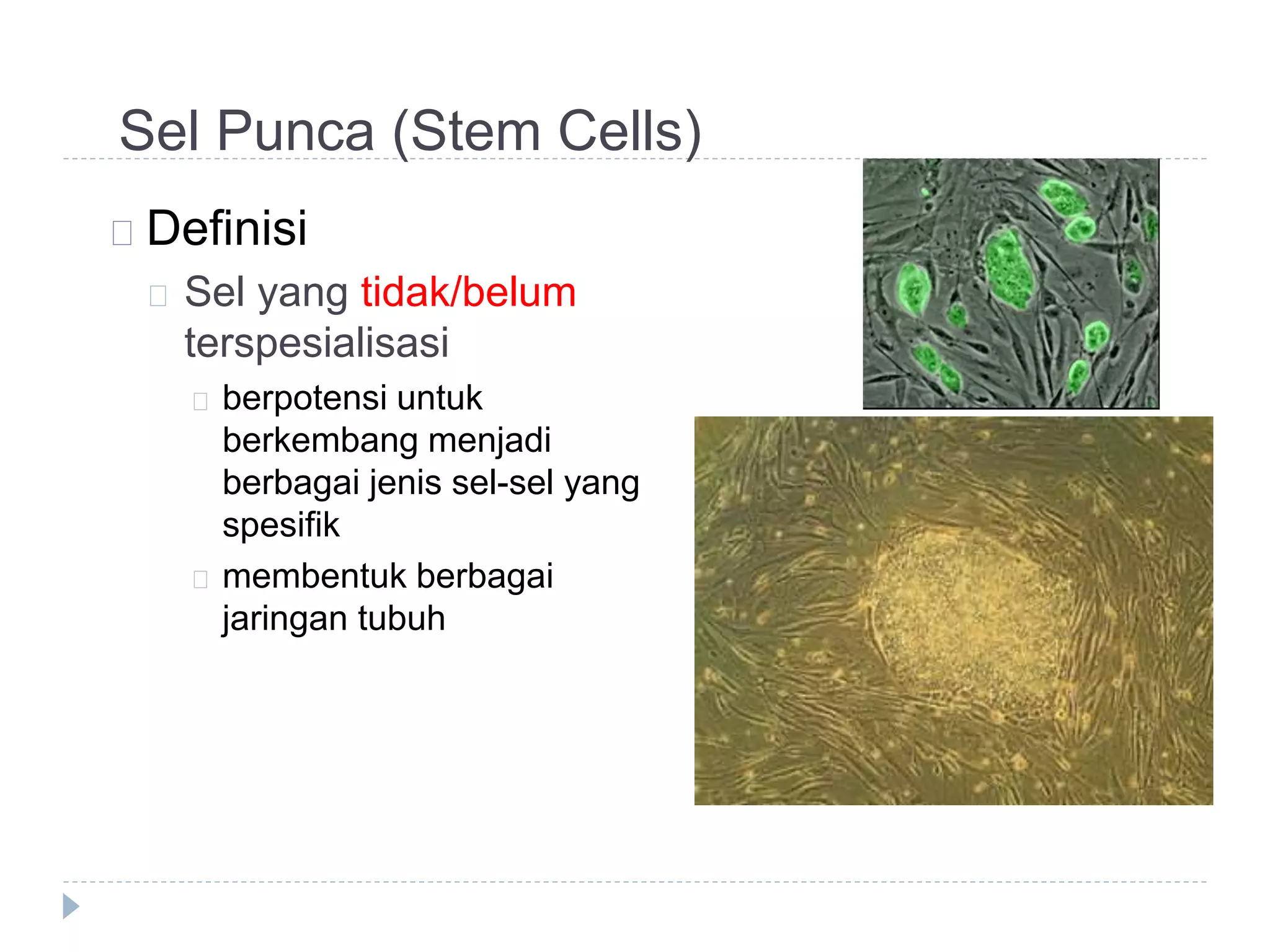 Sel punca | PPTX