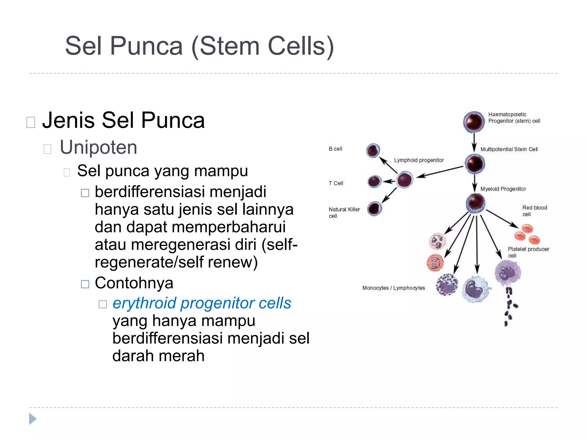 Sel punca | PPTX