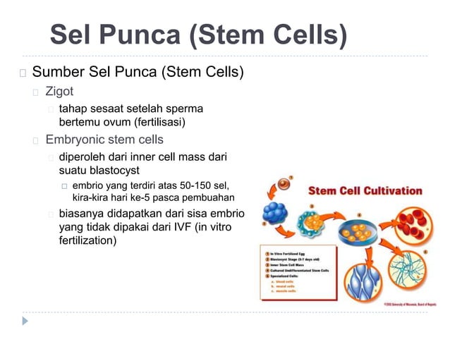 Sel punca | PPT