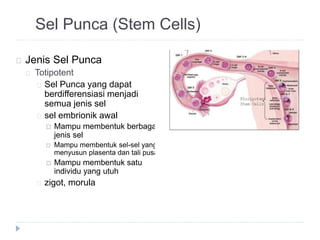 Sel punca | PPTX