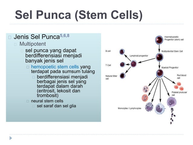 Sel punca | PPTX