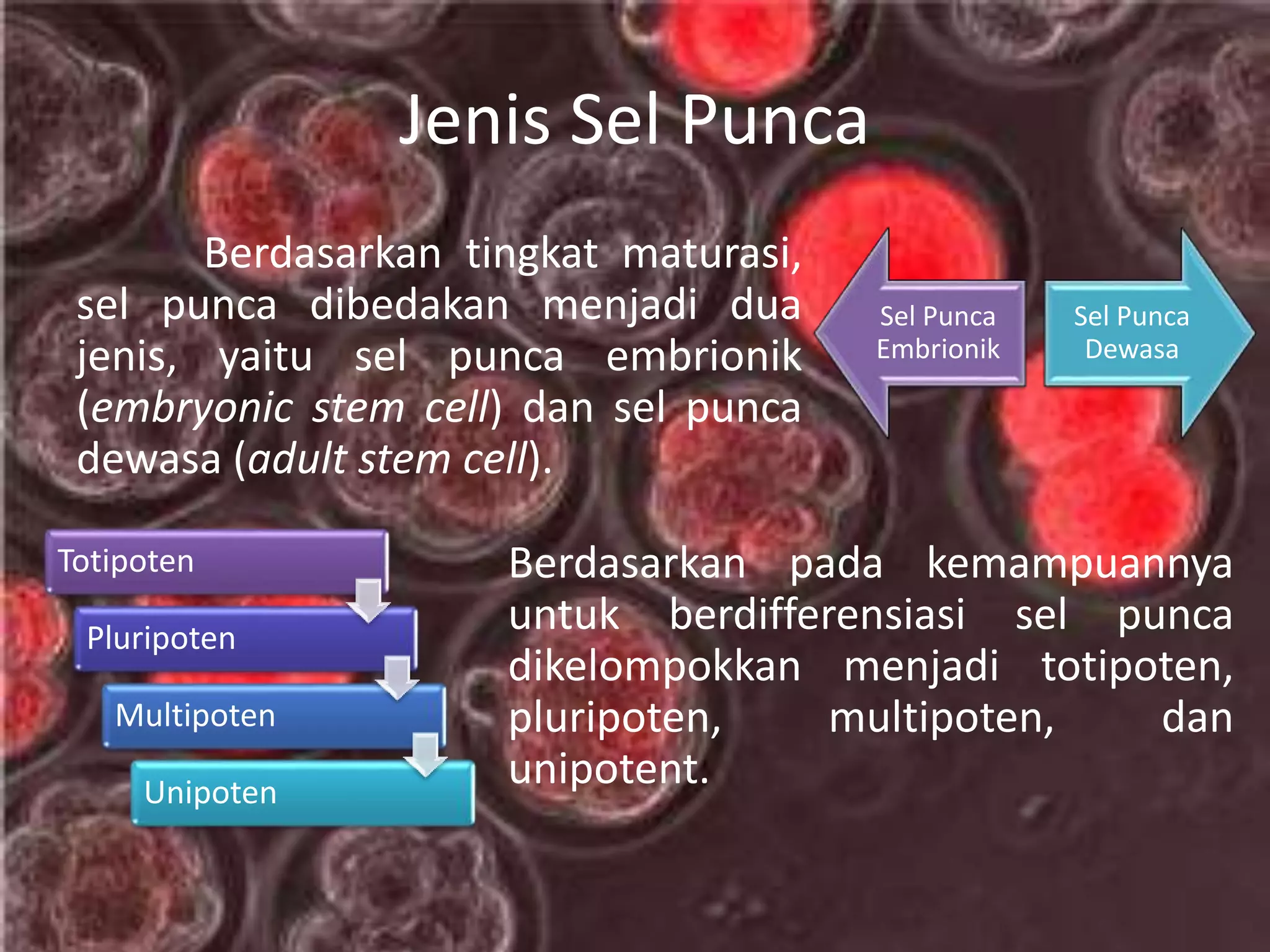 Sel punca (stem cell) | PPTX