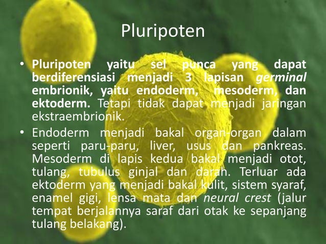 Sel punca (stem cell) | PPTX