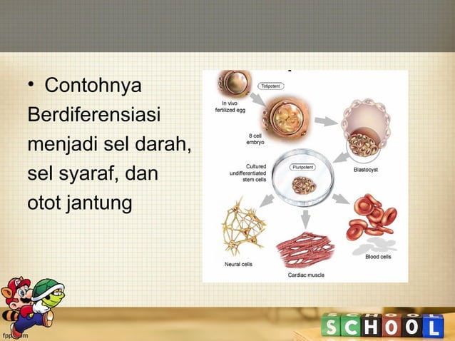 Sel_punca_stem_cell_ biologi kelas 7.ppt