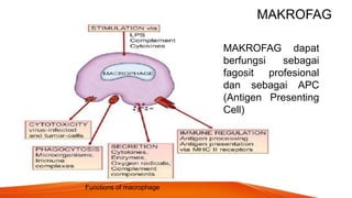SEL SEL IMUN INTERAKSI HOST DAN BAKTERI PADA PENYAKIT PERIODONTAL.pptx