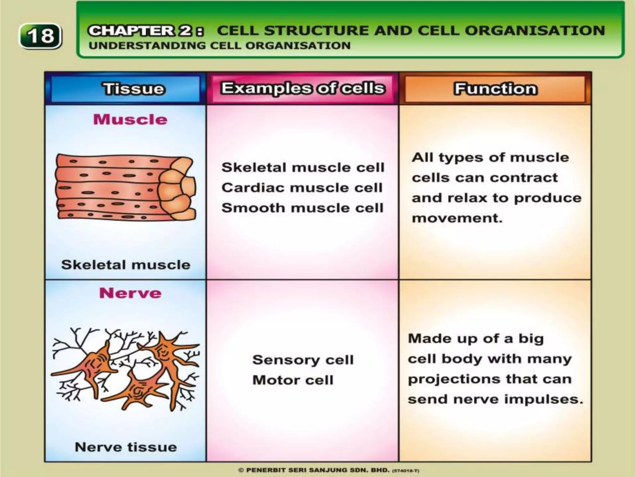 sel struktur dan organisasi sel.ppt