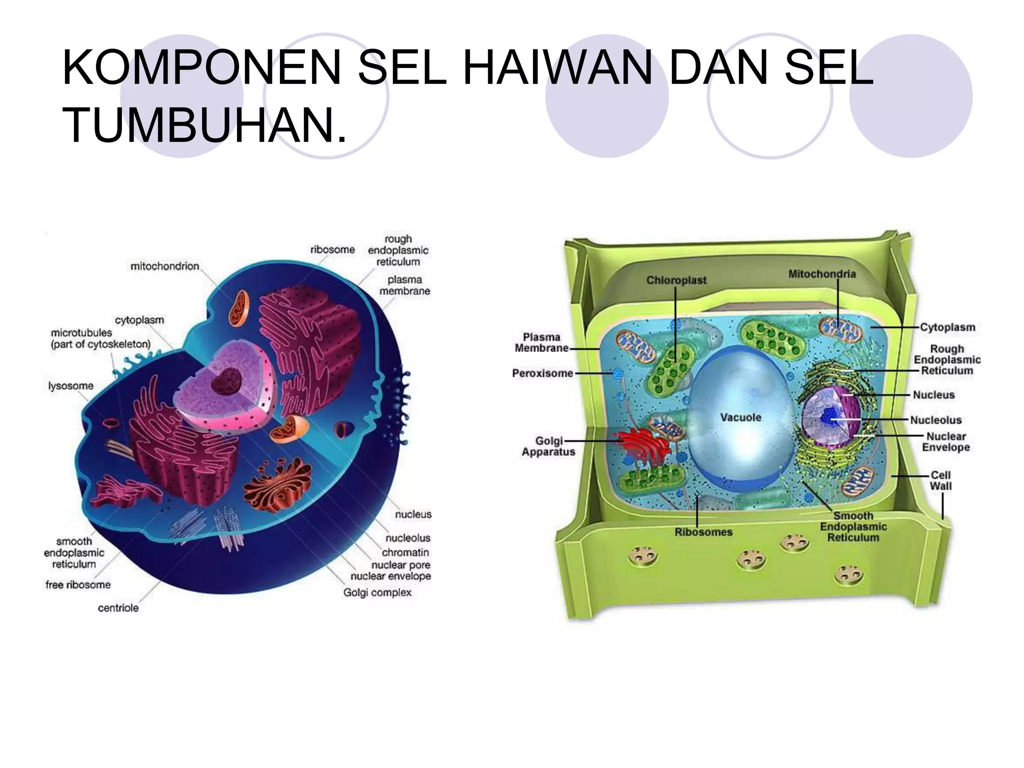 sel struktur dan organisasi sel.ppt