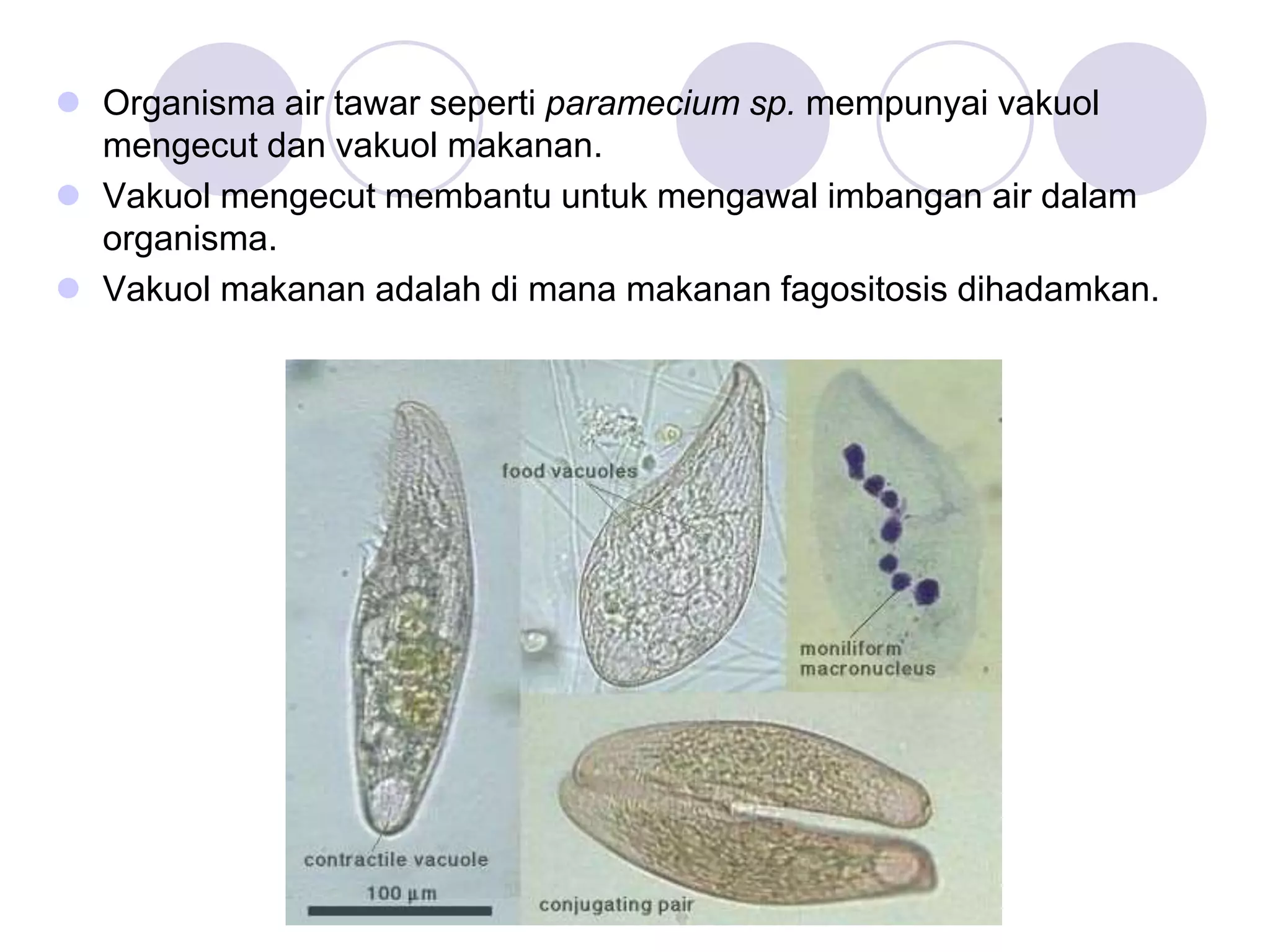 sel struktur dan organisasi sel.ppt