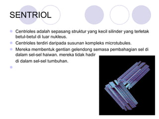 sel struktur dan organisasi sel.ppt