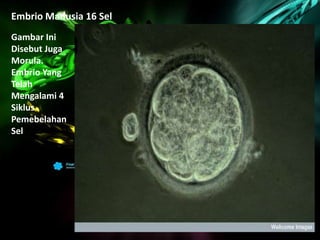 Sel-Sel pada Manusia | PPTX