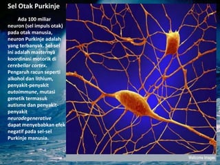Sel-Sel pada Manusia | PPTX