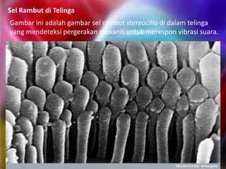 Sel-Sel pada Manusia | PPTX