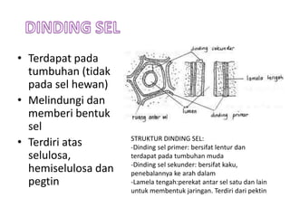 Sel Tumbuhan lengkap beserta organel | PPTX